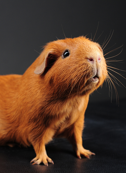 Tier Fotoshooting | STUDIOLINE PHOTOGRAPHY